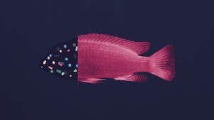 Ferdio - Explain it visually